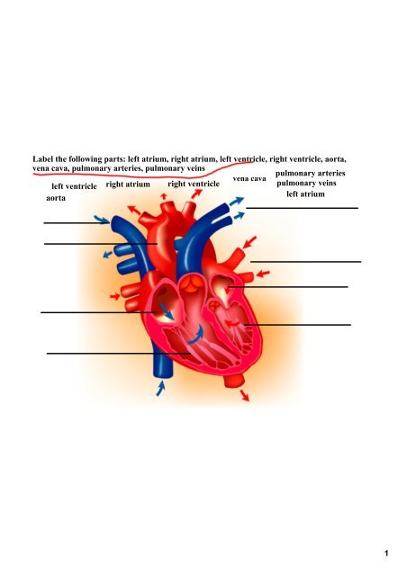 1 Label the following parts: left atrium, right atrium, left ventricle ...