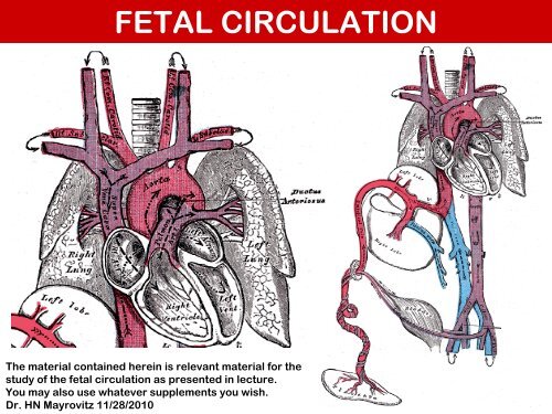 Fetal Circulation PPT Human Fetal Circulation PowerPoint