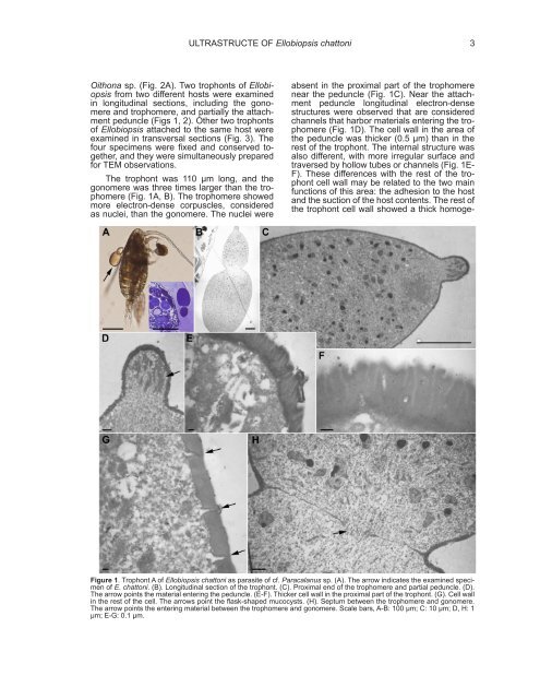 2 GÓMEZ & HORIGUCHI et a