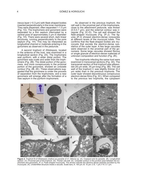4 GÓMEZ & HORIGUCHI neou