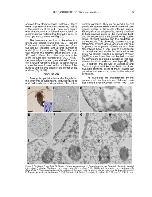 4 GÓMEZ & HORIGUCHI neou