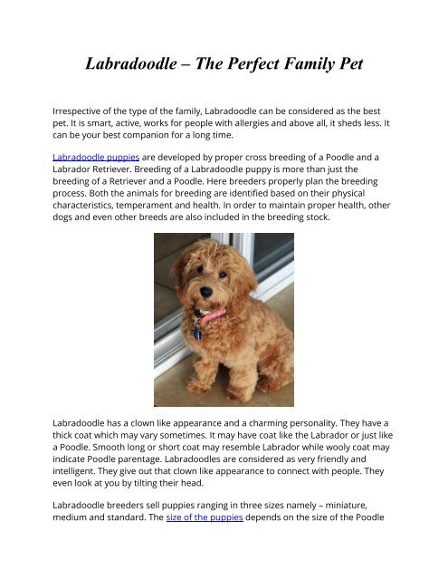 Labradoodle – The Perfect Family Pet