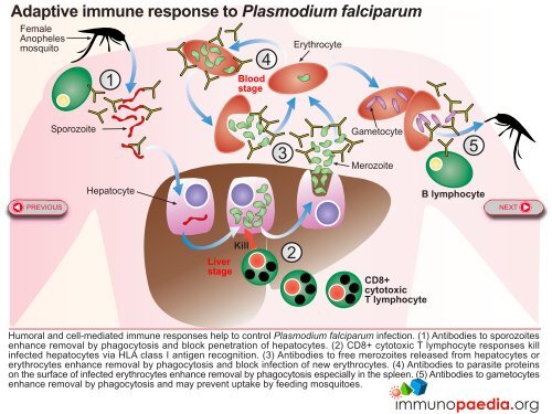 Adaptive immune response