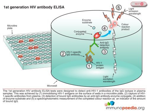 1st generation HIV antibody ELISA - Immunopaedia