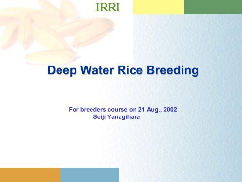 Deep Water Rice Breeding.pdf - Rice Knowledge Bank
