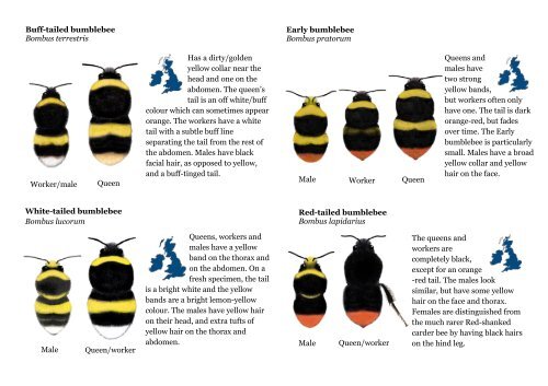 BBCT Bumblebee Identification sheet (big 8)