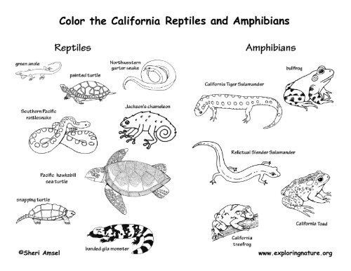 Color the California Reptiles and Amphibians - Exploring Nature