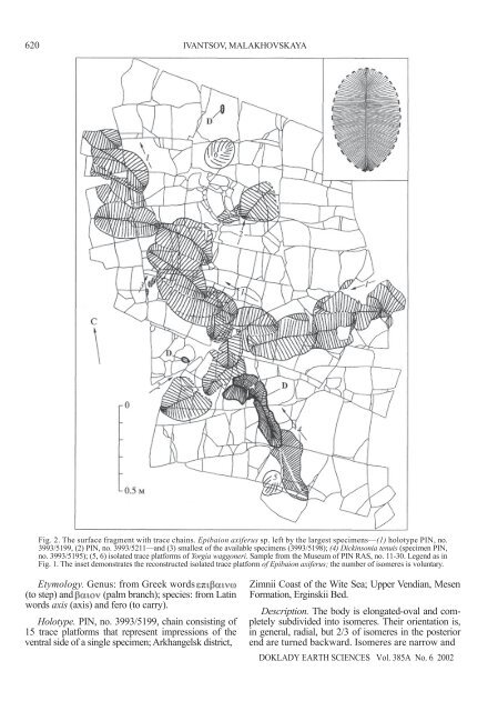 GIANT TRACES OF VENDIAN A