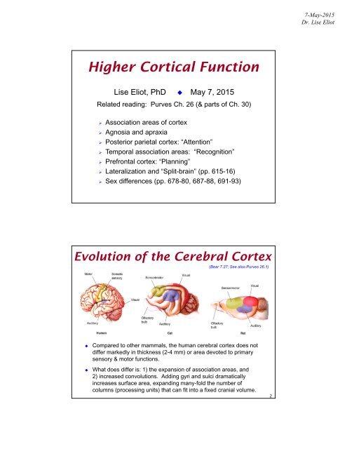 Higher Cortical Function