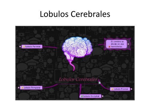 Lobulos Cerebrales