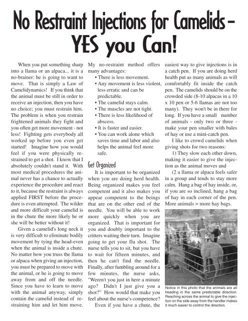 No Restraint Injections for Camelids- - Alpaca Pets
