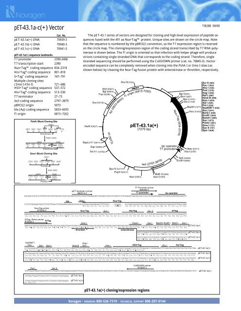 pET-43.1a-c(+) Vector - Gene Synthesis
