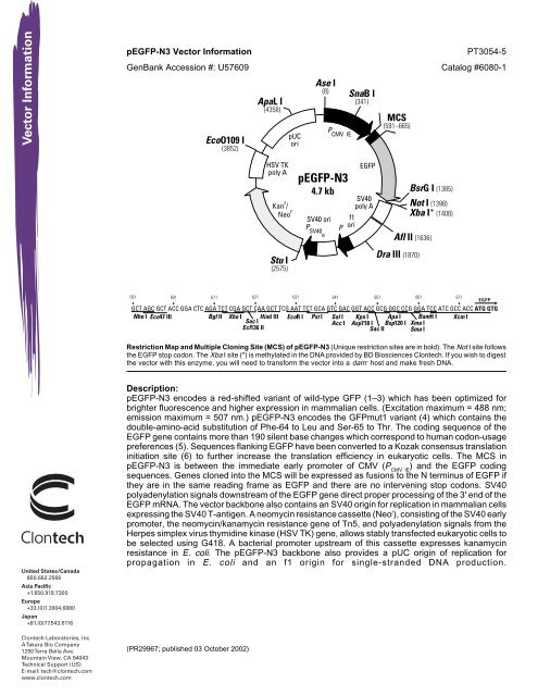 pEGFP-N3 - Gene Synthesis