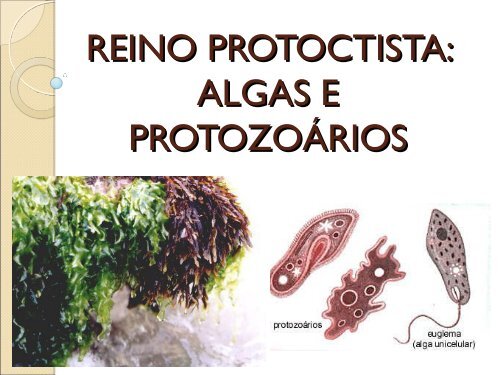 REINO PROTOCTISTA: ALGAS E PROTOZOÃ RIOS