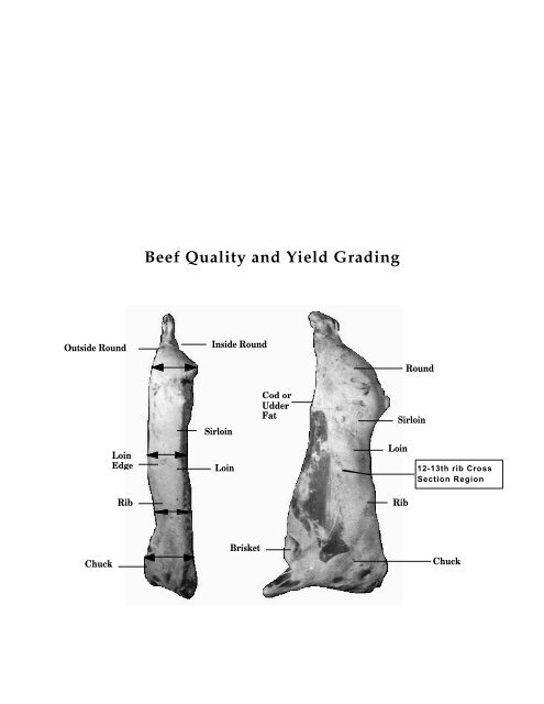 Beef Quality and Yield Grading
