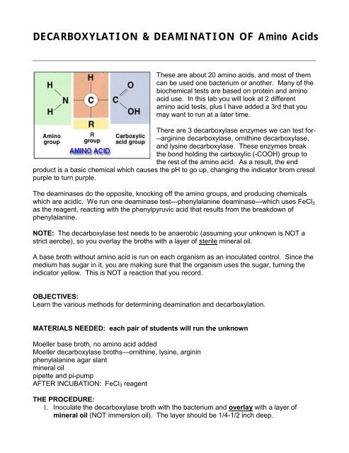 DECARBOXYLATION & DEAMINATION OF Amino Acids
