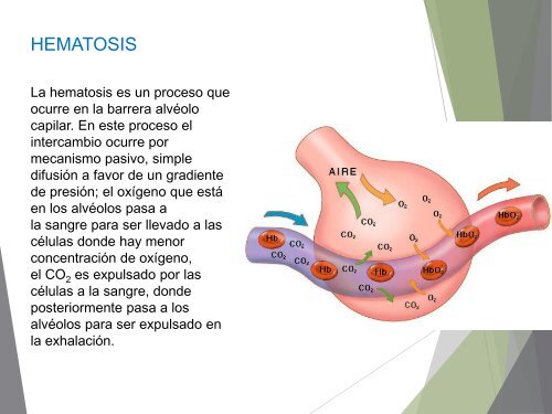 HEMATOSIS La hematosis es