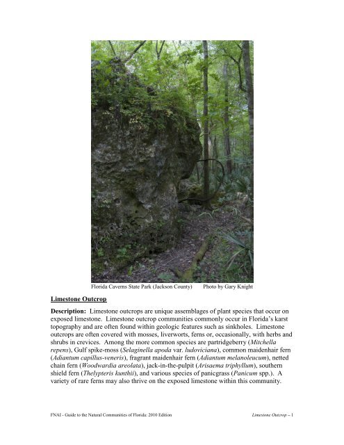 Limestone Outcrop - Florida Natural Areas Inventory