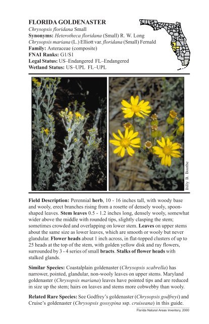 Chrysopsis floridana - Florida Natural Areas Inventory