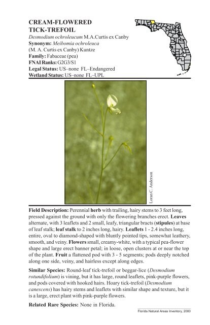 CREAM-FLOWERED TICK-TREFOIL - Florida Natural Areas Inventory