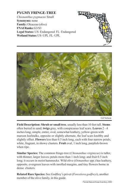 Chionanthus pygmaeus - Florida Natural Areas Inventory