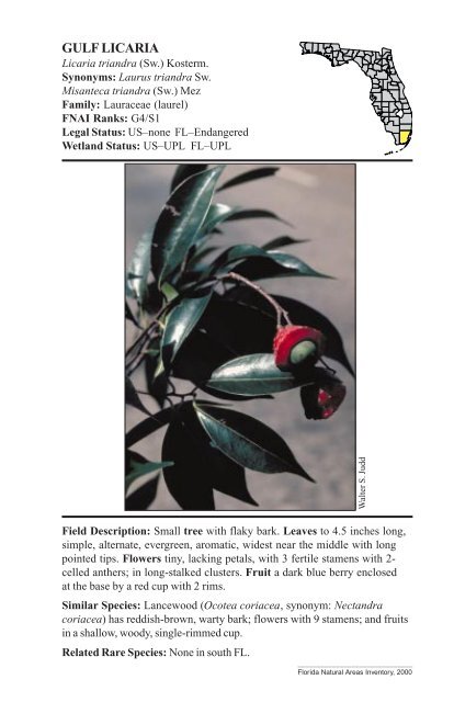 Licaria triandra - Florida Natural Areas Inventory