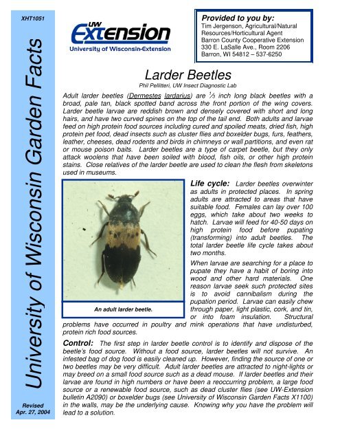 Larder Beetle fact sheet - Barron County - University of Wisconsin ...