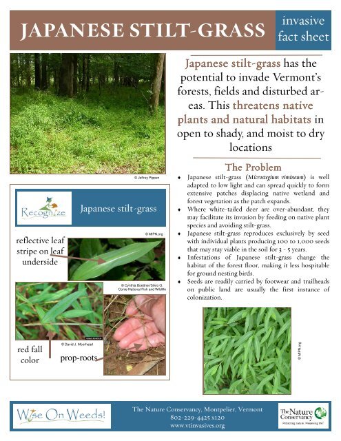 JAPANESE STILT-GRASS - Vermont Invasives