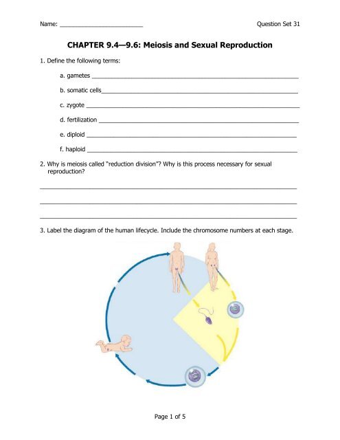 CHAPTER 9.4â 9.6: Meiosis and Sexual Reproduction