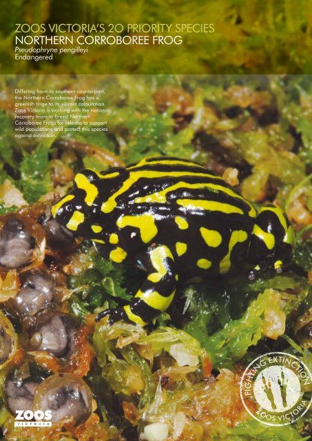 zoos victoria's 2o priority species northern corroboree frog