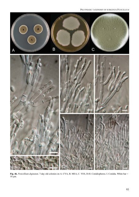 Fig. 46. Penicillium digitatum. 7-day old colonies on A. CYA, B ... - CBS