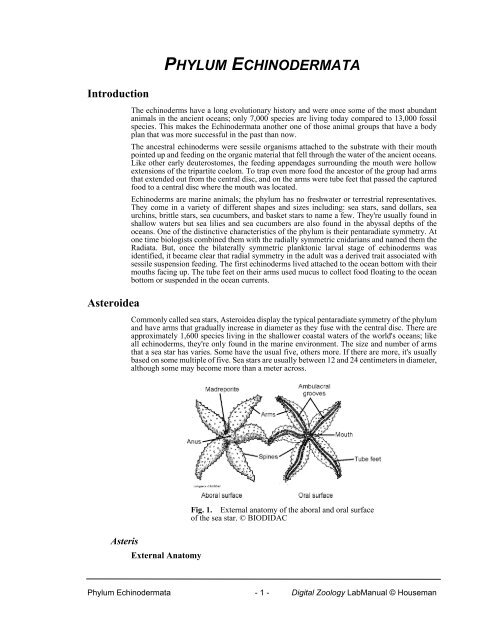 Phylum Echinodermata Tree