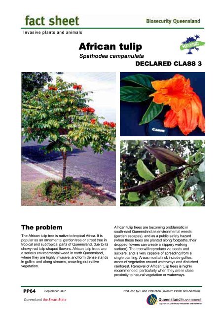 African tulip tree
