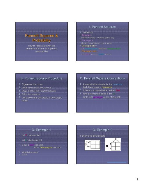 Punnett Squares & Probability