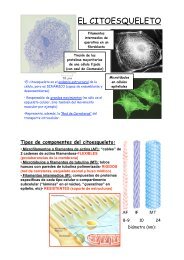 •El cinetocoro es un co