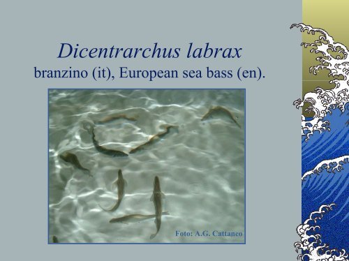 Dicentrarchus labrax - DBSM