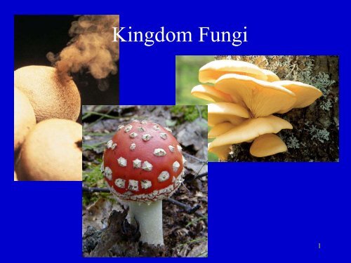 Kingdom Fungi Examples With Pictures