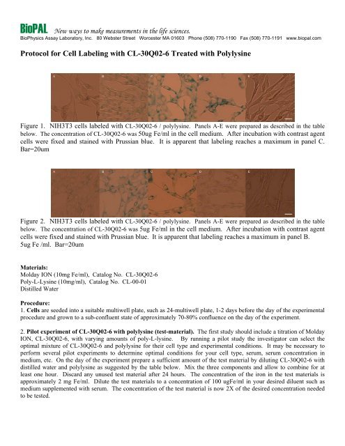 Protocol for Cell Labeling with CL-30Q02-6 Treated ... - BioPAL, Inc.