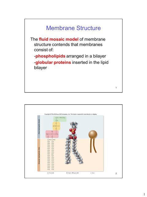 Membrane Structure