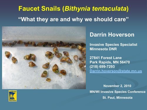 Faucet Snails (Bithynia tentaculata)