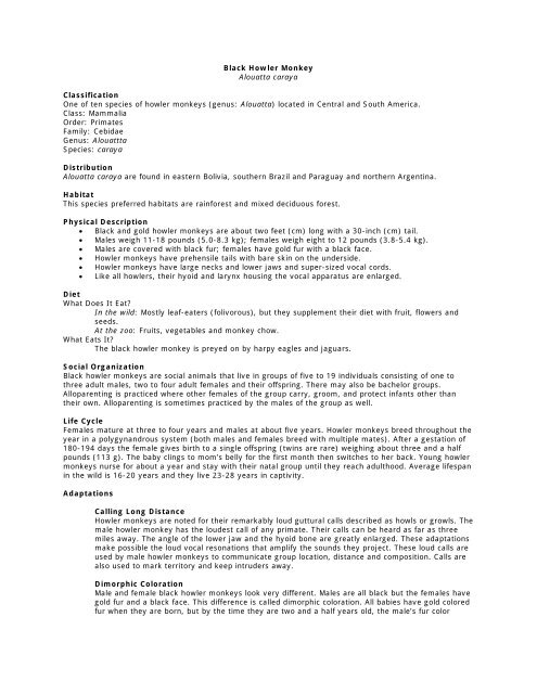 Black Howler Monkey Alouatta caraya Classification ... - Denver Zoo