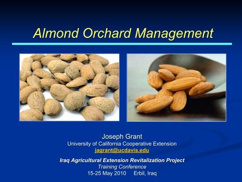 Almond Orchard Management