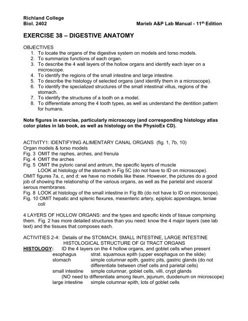 EXERCISE 38 â DIGESTIVE ANATOMY