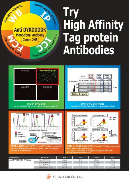 Try High Affinity Tag protein Antibodies