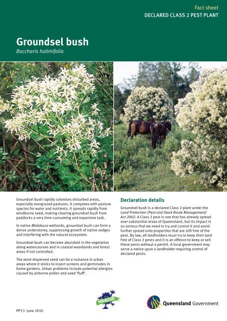 Baccharis Halimifolia Winter