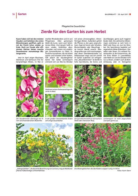 Zierde für den Garten bis zum Herbst