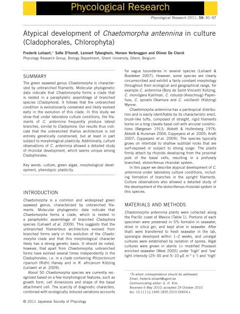 Chaetomorpha antennina - Phycology Research Group, Ghent ...