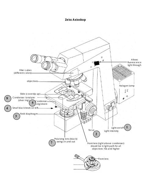 setting up DIC on the Zeiss Axioskop