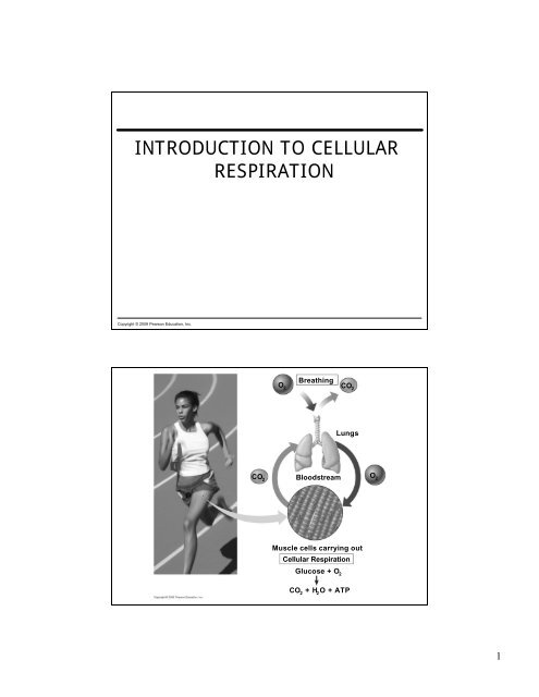 INTRODUCTION TO CELLULAR RESPIRATION - eweb.furman.edu