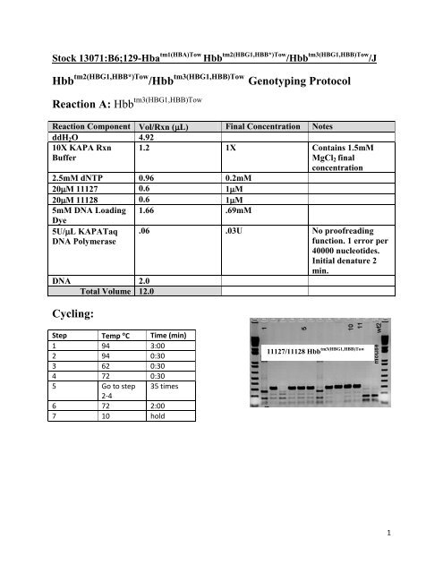 Hbb - JAX Mice and Services - The Jackson Laboratory